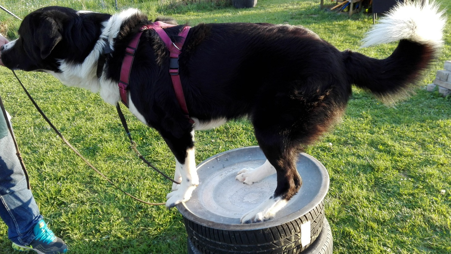 Tricktraining & qualifizierte Hundeschule Vademecum Canis